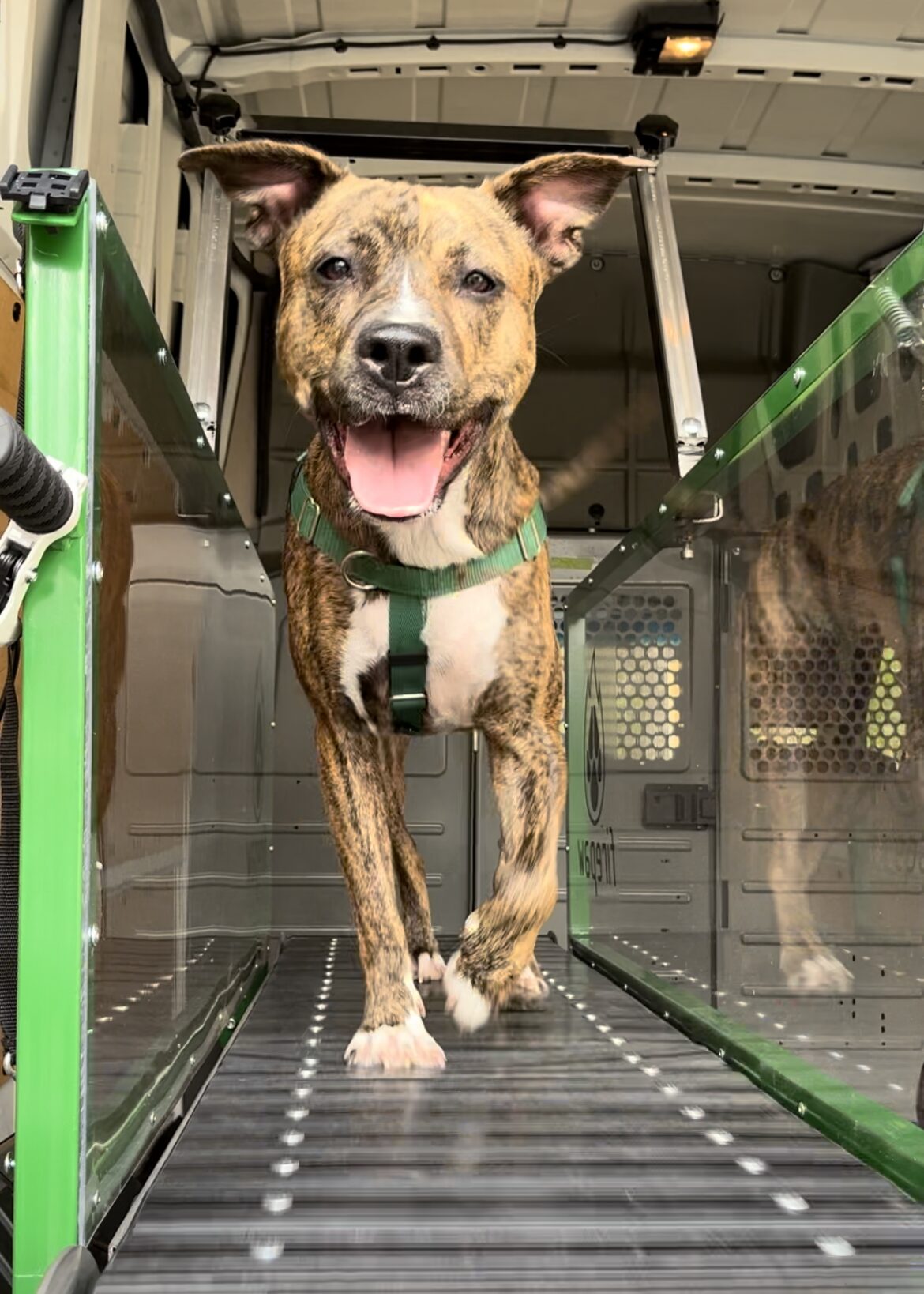 Mobile Dog Gym – Little Sidekick Pet Care